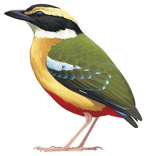 African Pitta - Pitta angolensis - Birds of the World