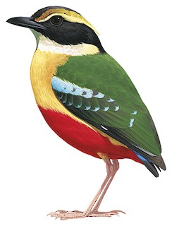 African Pitta - Pitta angolensis - Birds of the World