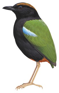 Rainbow Pitta - Pitta iris - Birds of the World