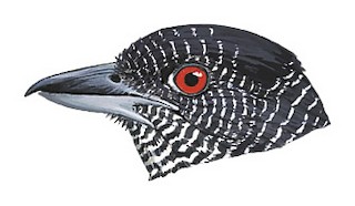 Fasciated Antshrike - Cymbilaimus lineatus - Birds of the World