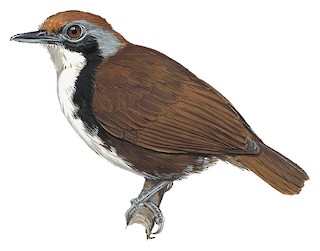 Bicolored Antbird - Gymnopithys bicolor - Birds of the World