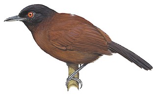 Western Fire-eye - Pyriglena maura - Birds of the World