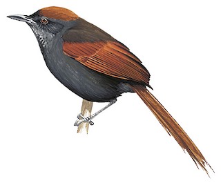 Dusky Spinetail - Synallaxis moesta - Birds of the World
