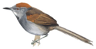 Dark-breasted Spinetail - Synallaxis albigularis - Birds of the World
