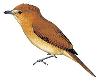 Cinereous Becard - Pachyramphus rufus - Birds of the World