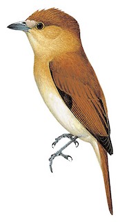 Cinereous Becard - Pachyramphus rufus - Birds of the World