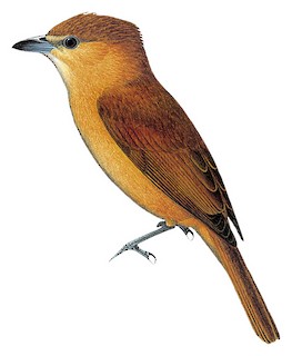 Cinnamon Becard - Pachyramphus cinnamomeus - Birds of the World