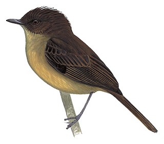 Bronze-olive Pygmy-Tyrant - Pseudotriccus pelzelni - Birds of the World