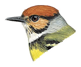 Rufous-crowned Tody-Flycatcher - Poecilotriccus ruficeps - Birds of the ...