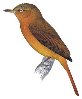 Dull-capped Attila - Attila bolivianus - Birds of the World