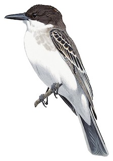 Loggerhead Kingbird - Tyrannus caudifasciatus - Birds of the World
