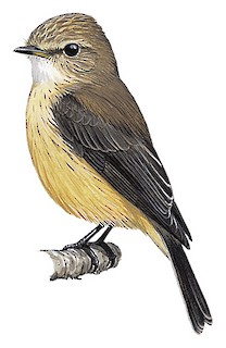 Brujo Flycatcher - Pyrocephalus nanus - Birds of the World