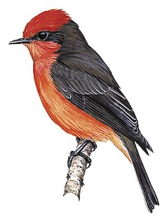 Brujo Flycatcher - Pyrocephalus nanus - Birds of the World