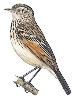 Spectacled Tyrant - Hymenops perspicillatus - Birds of the World