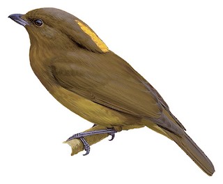 MacGregor's Bowerbird - Amblyornis macgregoriae - Birds of the World