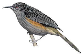 Rufous-sided Honeyeater - Ptiloprora erythropleura - Birds of the World