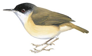 Rusty Mouse-Warbler - Origma murina - Birds of the World