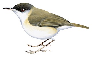 Rusty Mouse-Warbler - Origma murina - Birds of the World