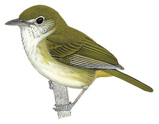Lesser Greenlet - Pachysylvia decurtata - Birds of the World