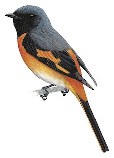 Small Minivet - Pericrocotus cinnamomeus - Birds of the World
