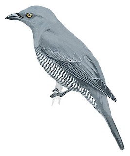 Barred Cuckooshrike - Coracina lineata - Birds of the World