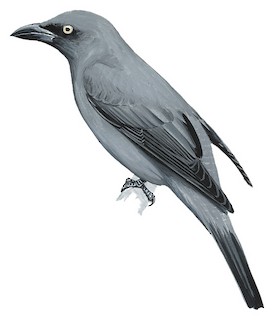 Bar-bellied Cuckooshrike - Coracina striata - Birds of the World