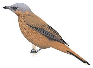 Gray-headed Cicadabird - Edolisoma schisticeps - Birds of the World