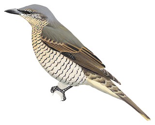 Systematics - Sahul Cicadabird - Edolisoma tenuirostre - Birds of the World