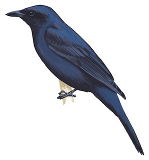 Black Cicadabird - Edolisoma melas - Birds of the World