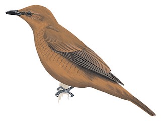 Black Cicadabird - Edolisoma melas - Birds of the World