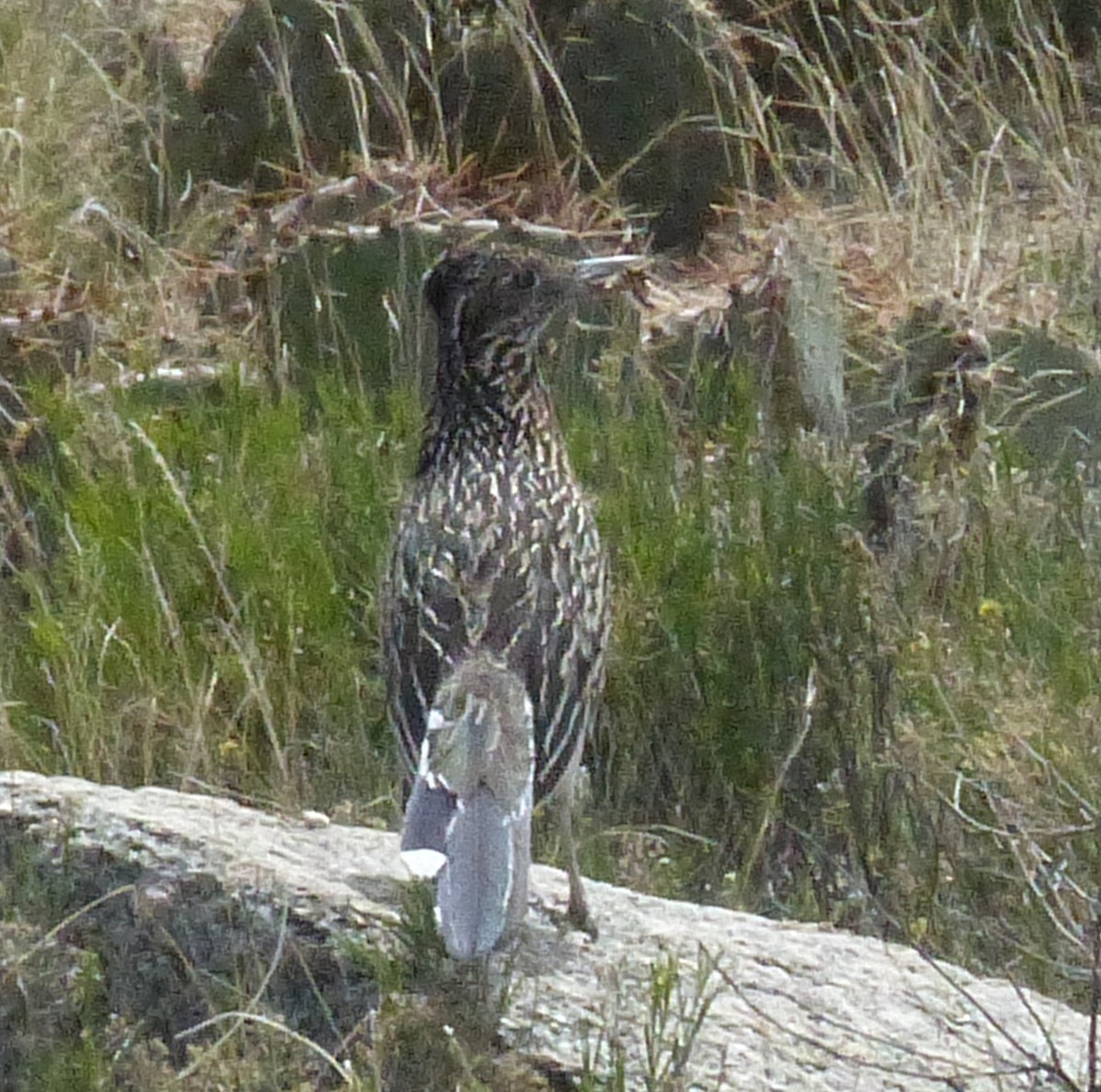 eBird Checklist - 20 Apr 2019 - Bear Canyon Arroyo--East of Tramway ...
