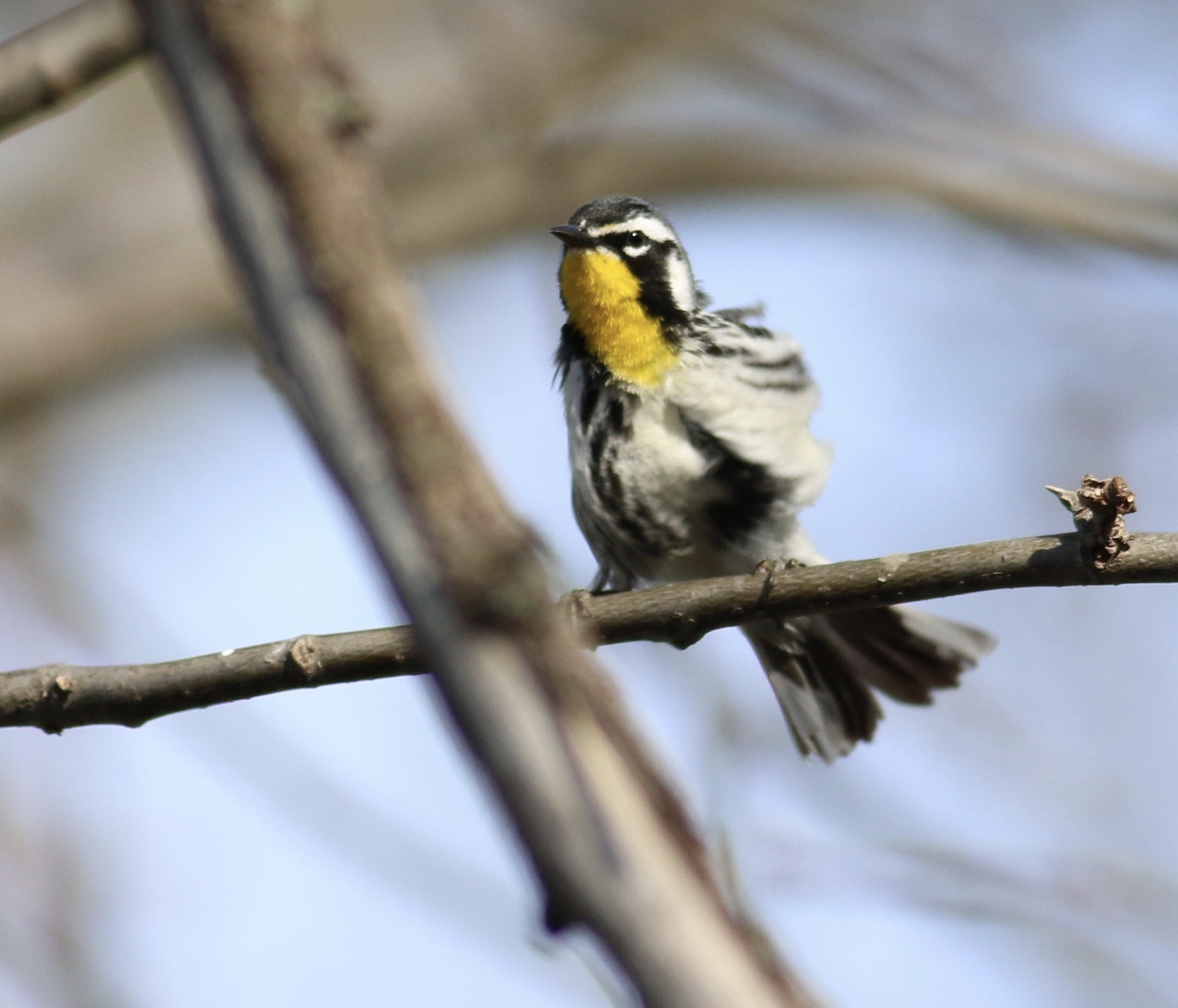 Setophaga sp. - eBird