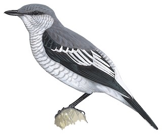 Black-and-white Triller - Lalage melanoleuca - Birds of the World