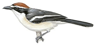 Red-naped Bushshrike - Laniarius ruficeps - Birds of the World