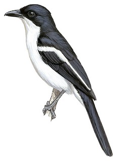 Gabon Boubou - Laniarius bicolor - Birds of the World