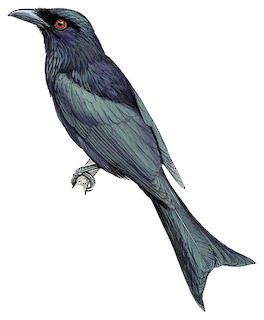 Wallacean Drongo - Dicrurus densus - Birds of the World