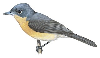 Vanikoro Flycatcher - Myiagra vanikorensis - Birds of the World