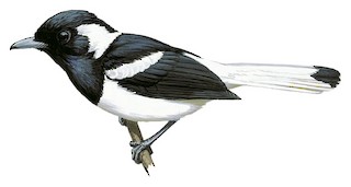 Manus Monarch - Symposiachrus infelix - Birds of the World