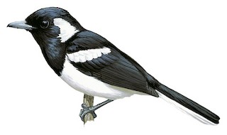 Manus Monarch - Symposiachrus infelix - Birds of the World