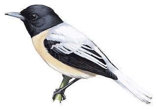 Marquesan Monarch - Pomarea mendozae - Birds of the World