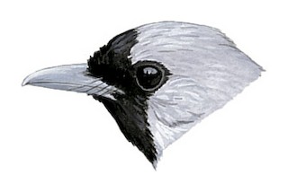 Black-winged Monarch - Monarcha frater - Birds of the World