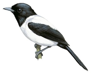 Monarchidae - Monarch Flycatchers - Birds of the World