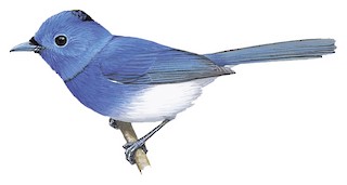 Black-naped Monarch - Hypothymis azurea - Birds of the World