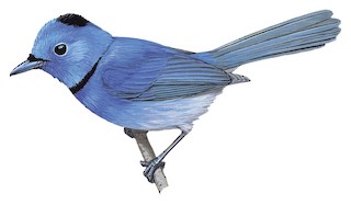 Black-naped Monarch - Hypothymis azurea - Birds of the World