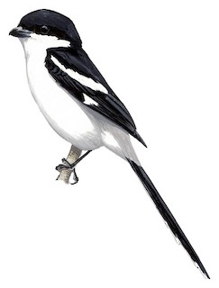 Northern Fiscal - Lanius humeralis - Birds of the World