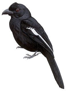 Corvidae - Crows, Jays, and Magpies - Birds of the World