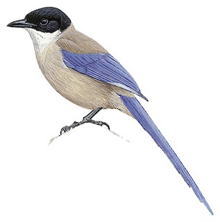 Corvidae - Crows, Jays, and Magpies - Birds of the World