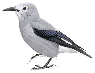 Corvidae - Crows, Jays, and Magpies - Birds of the World