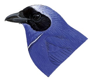 White-collared Jay - Cyanolyca viridicyanus - Birds of the World