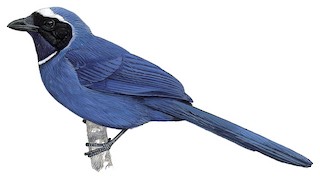 White-collared Jay - Cyanolyca viridicyanus - Birds of the World